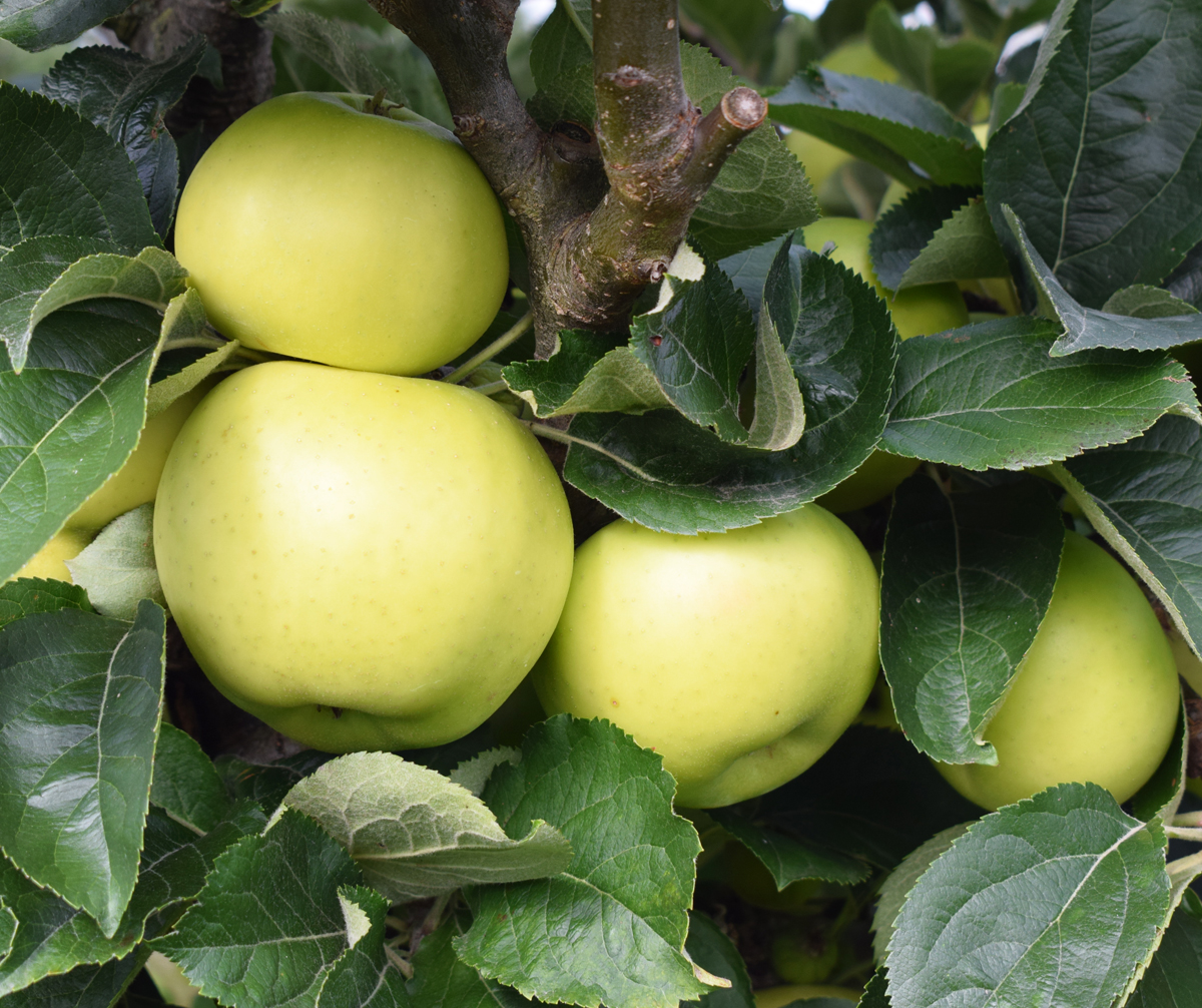 Galloway Pippin | Apple Tree | Fruit Trees | Frank P Matthews