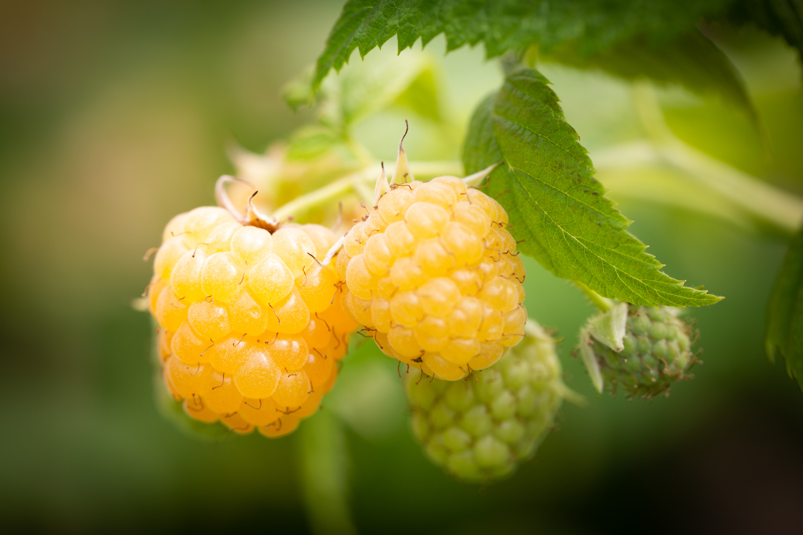 Yellow Raspberries