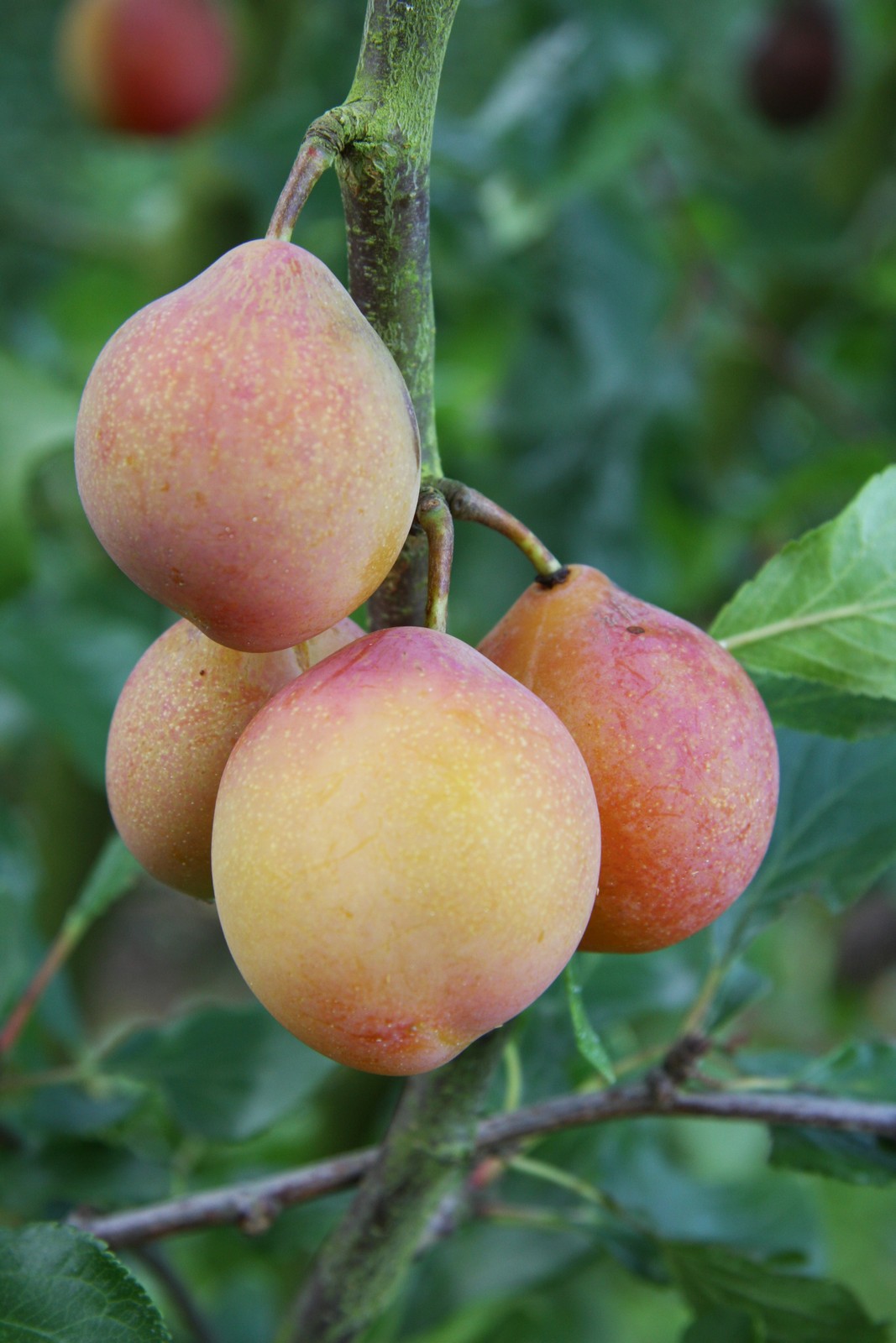 Gordon Castle | Frank P Matthews