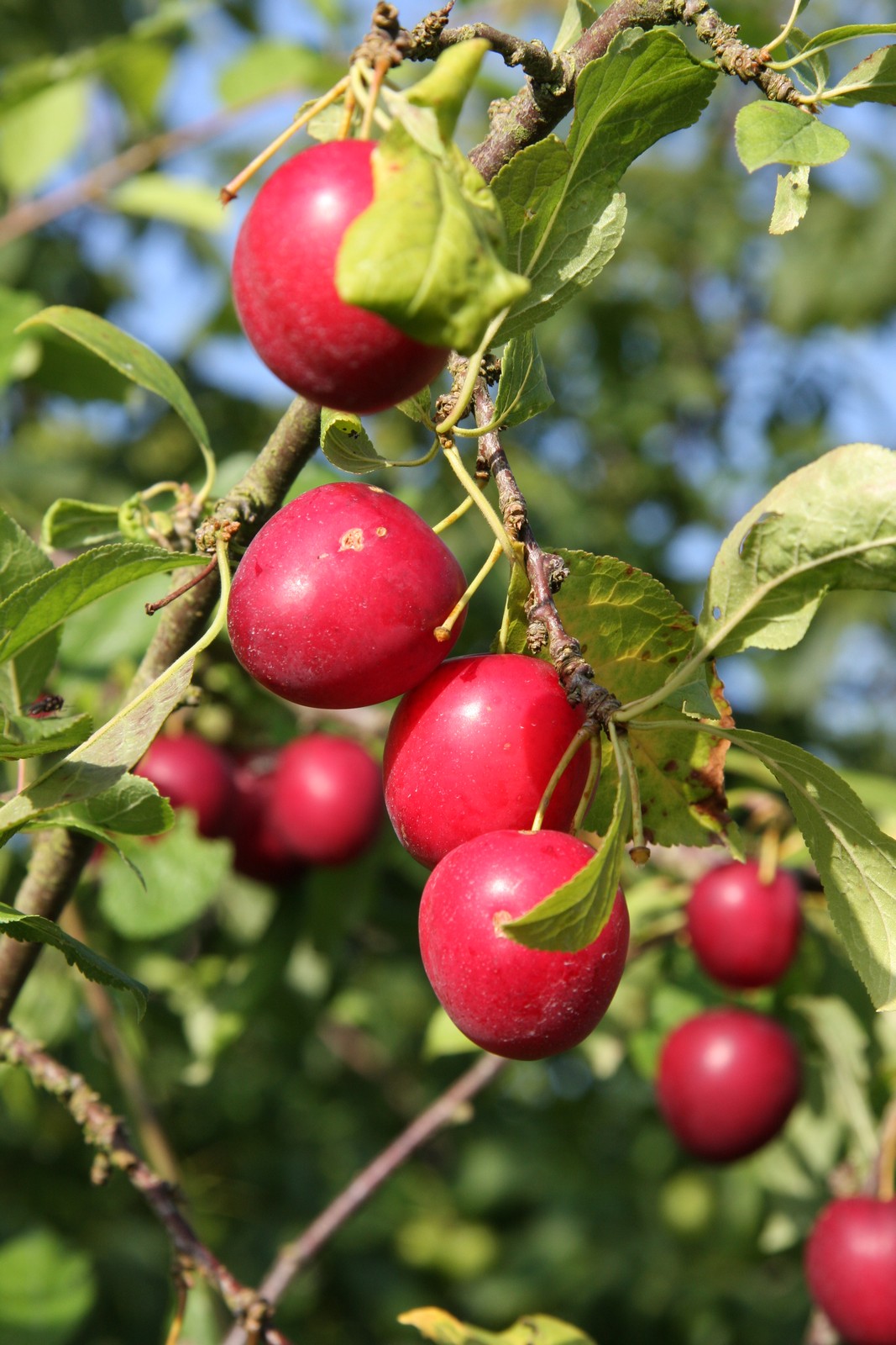 Gypsy | Mirabelle | Fruit Trees | Frank P Matthews
