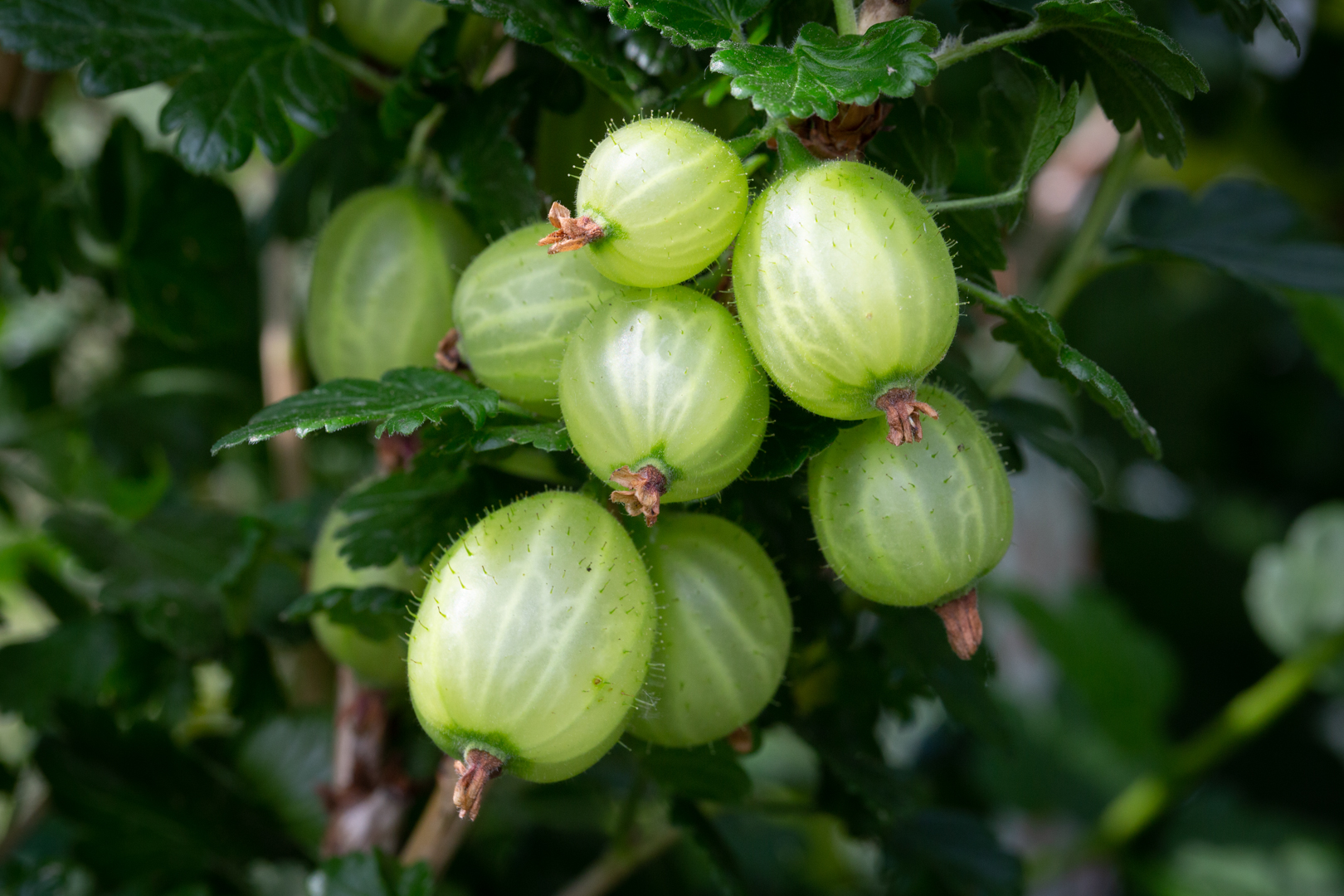 Invicta® | Gooseberry | Soft Fruit Bushes | Frank P Matthews