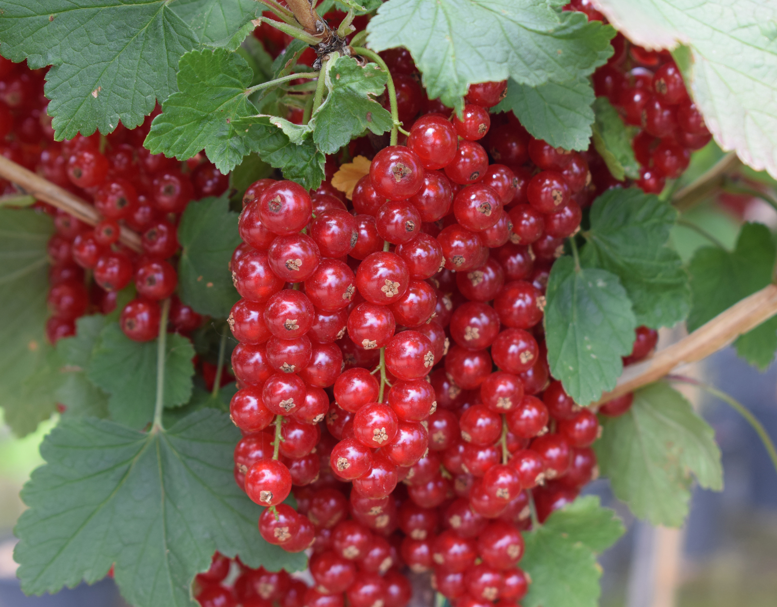 Junifer | Frank P Matthews