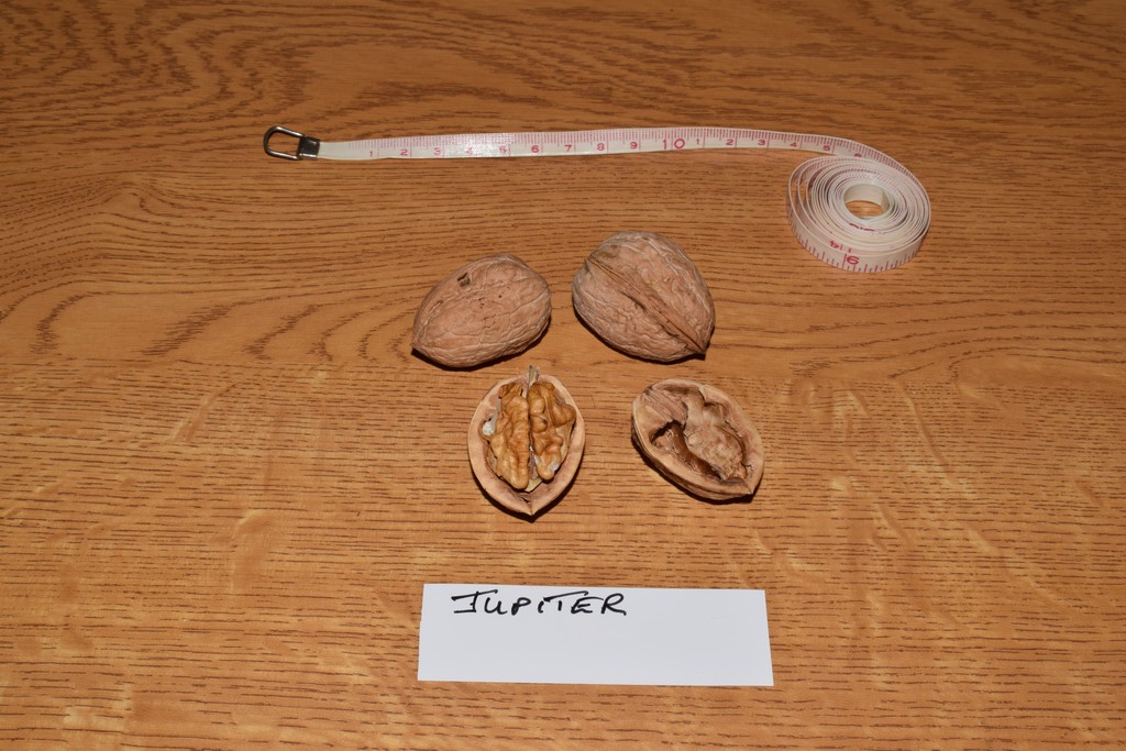 Jupiter | Frank P Matthews