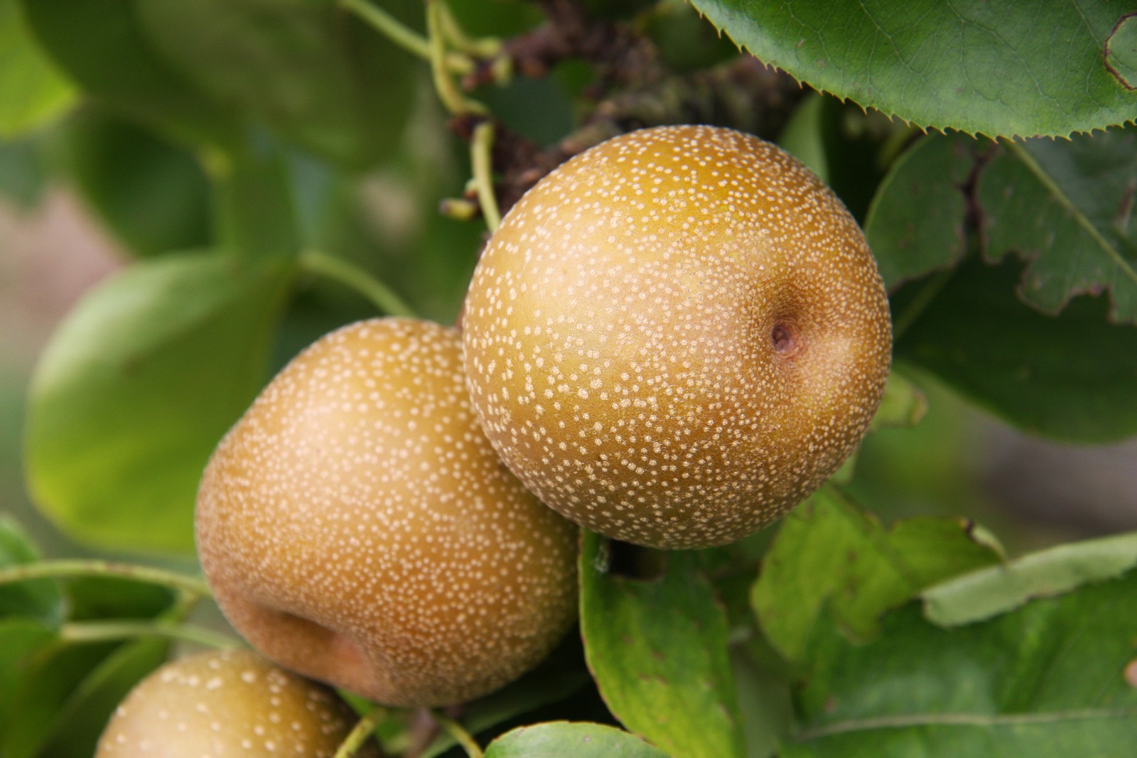 Orient Pear Pollination