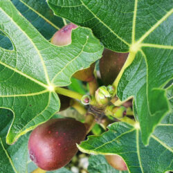 Little Miss Figgy® | Fig Tree | Fruit Trees | Frank P Matthews