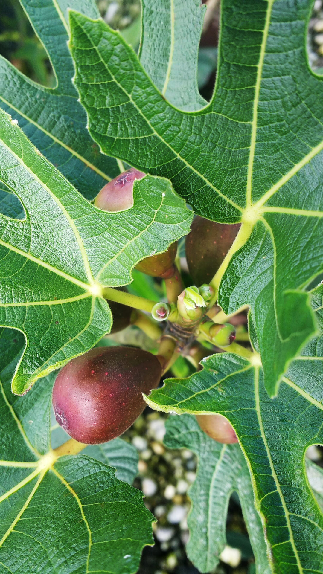 Little Miss Figgy® | Fig Tree | Fruit Trees | Frank P Matthews