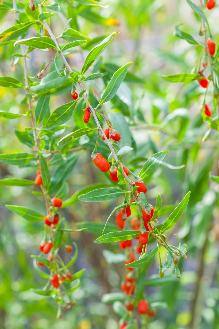 Lubera® Instant Success Goji Berry | Frank P Matthews Fruit Bush