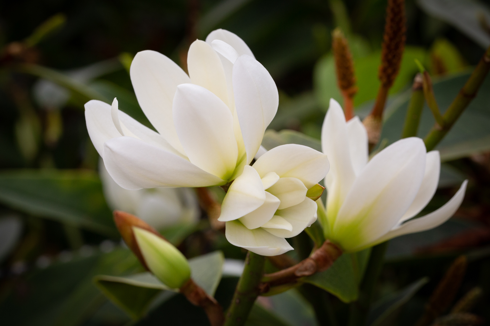 Magnolia 'Fairy White'™ (MicJur05) | Frank P Matthews