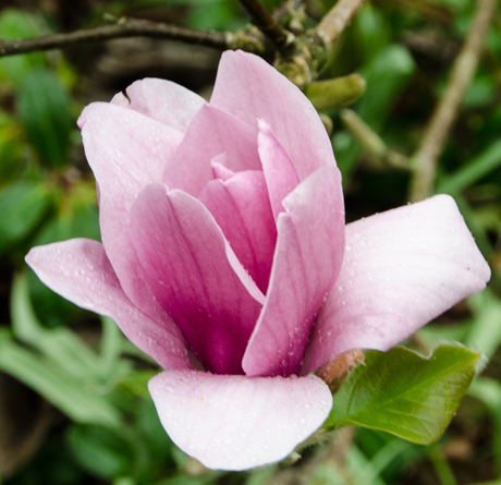 Magnolia 'Ians Red' | Frank P Matthews