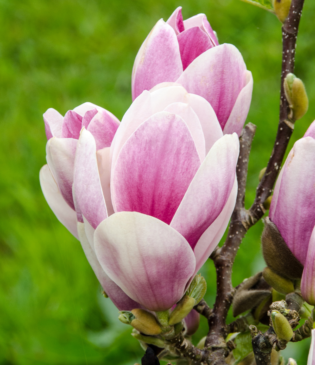 Magnolia 'Satisfaction' | Frank P Matthews