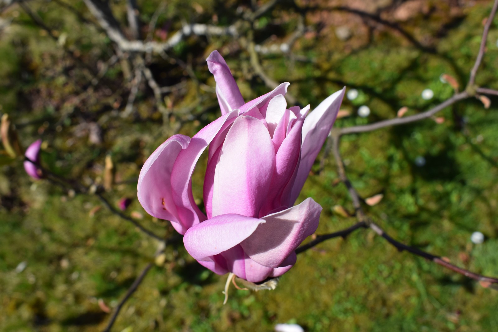 Magnolia 'Susan' | Frank P Matthews