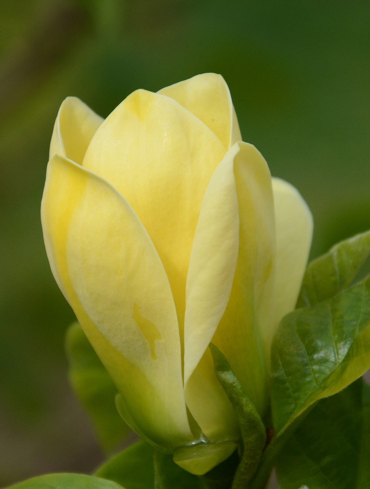 Yellow Magnolia Flower Magnolia 'Lois' | Frank P Matthews | Ornamental