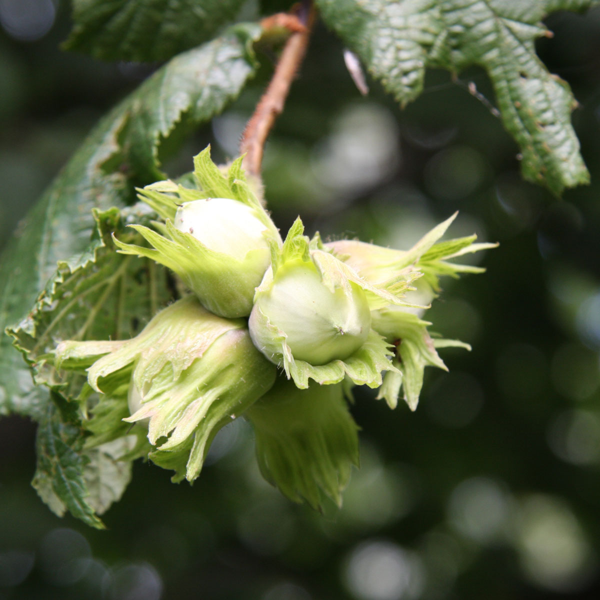 Hazelnut Flower Hazelnuts: Foraging For American And Beaked Hazelnuts