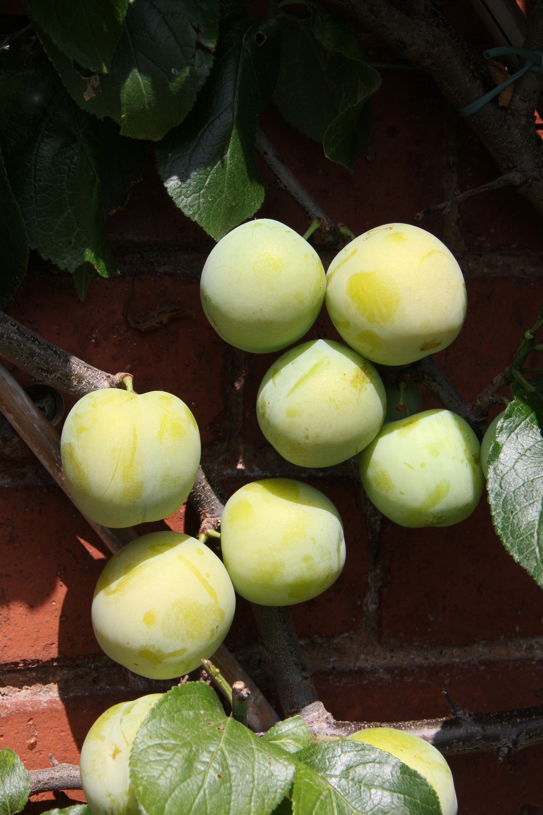 Oullins Golden | Gage Tree | Fruit Trees | Frank P Matthews