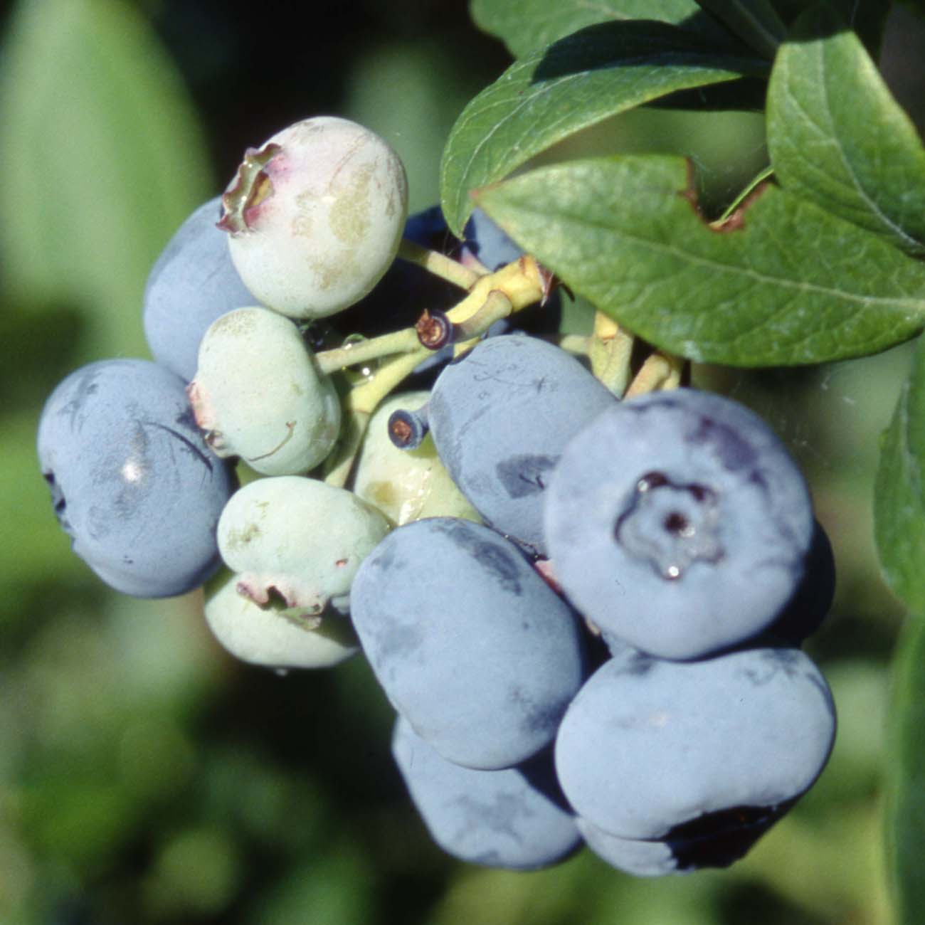 Patriot | Blueberry | Soft Fruit Bushes | Frank P Matthews