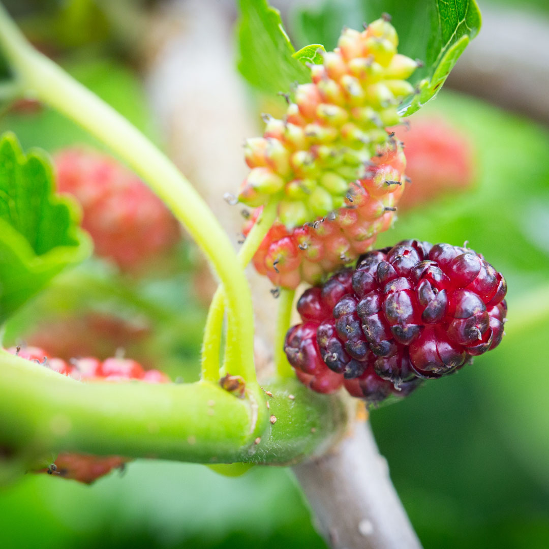 alba Pendula | Mulberry | Fruit Trees | Frank P Matthews