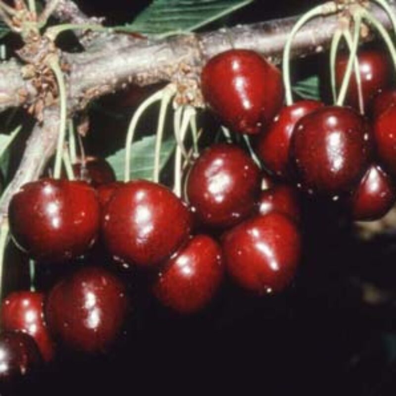 Pacific Red® | Frank P Matthews