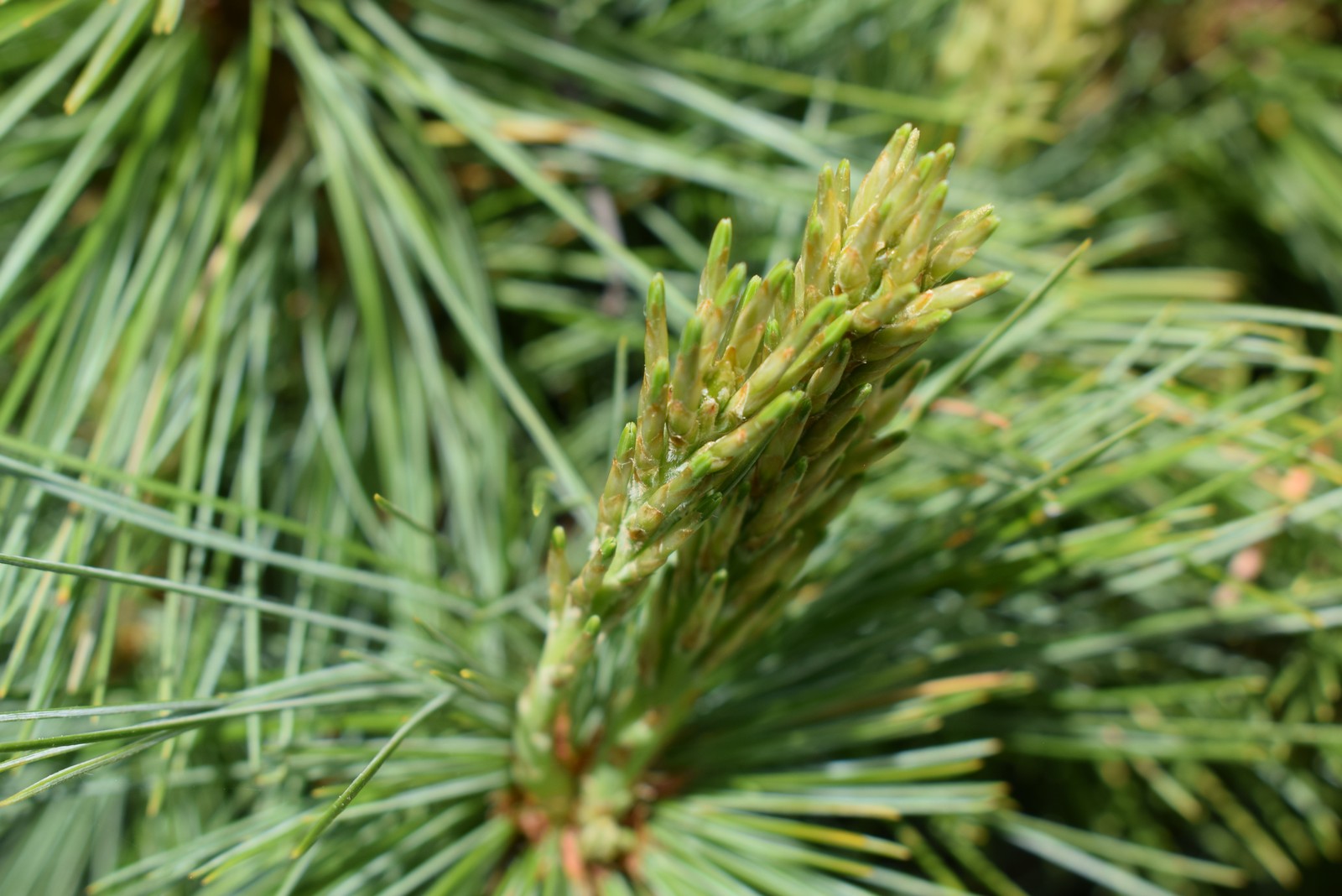 Pinus strobus 'Minima' | Frank P Matthews