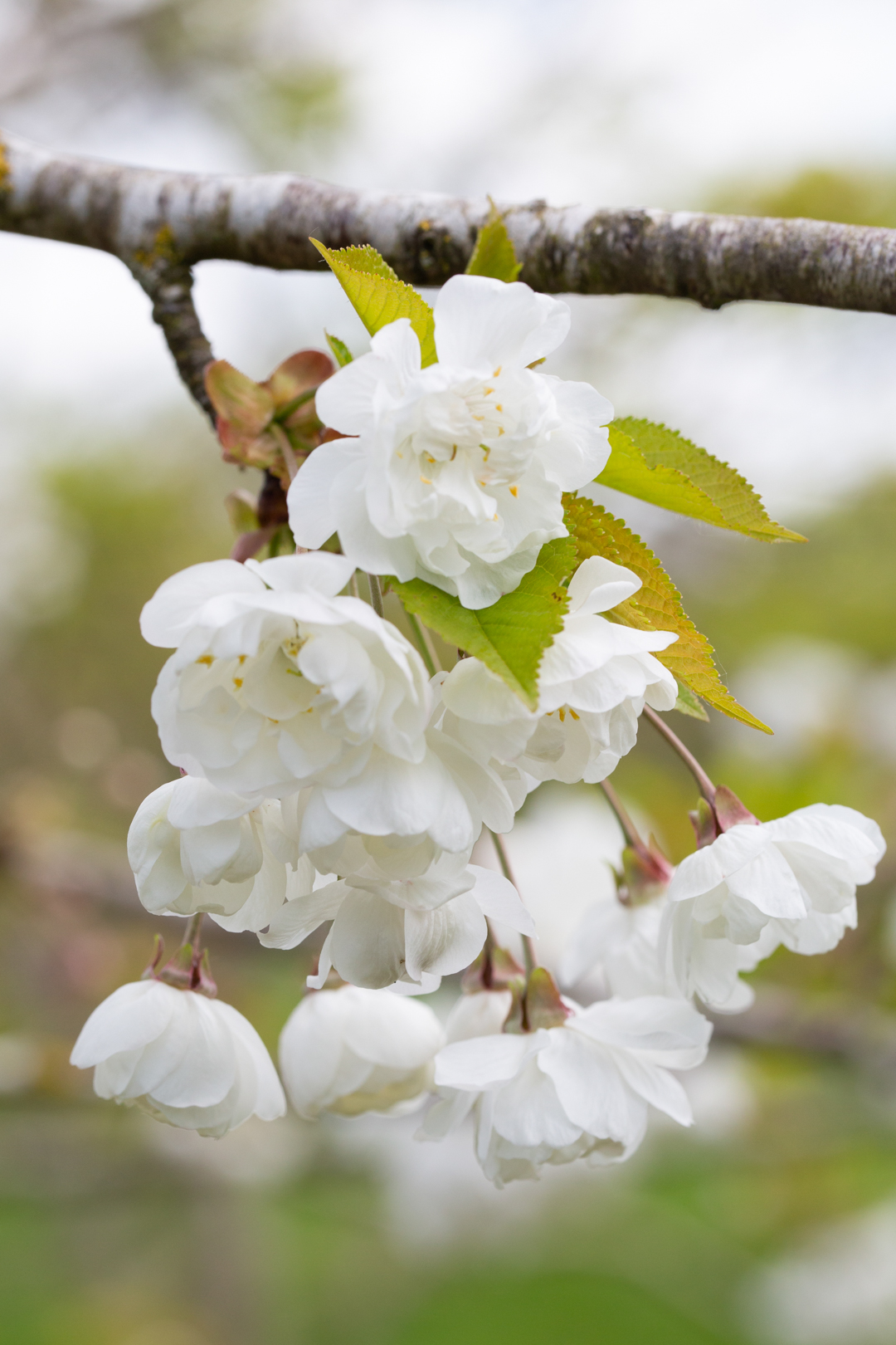 Prunus avium 'Plena' | Frank P Matthews