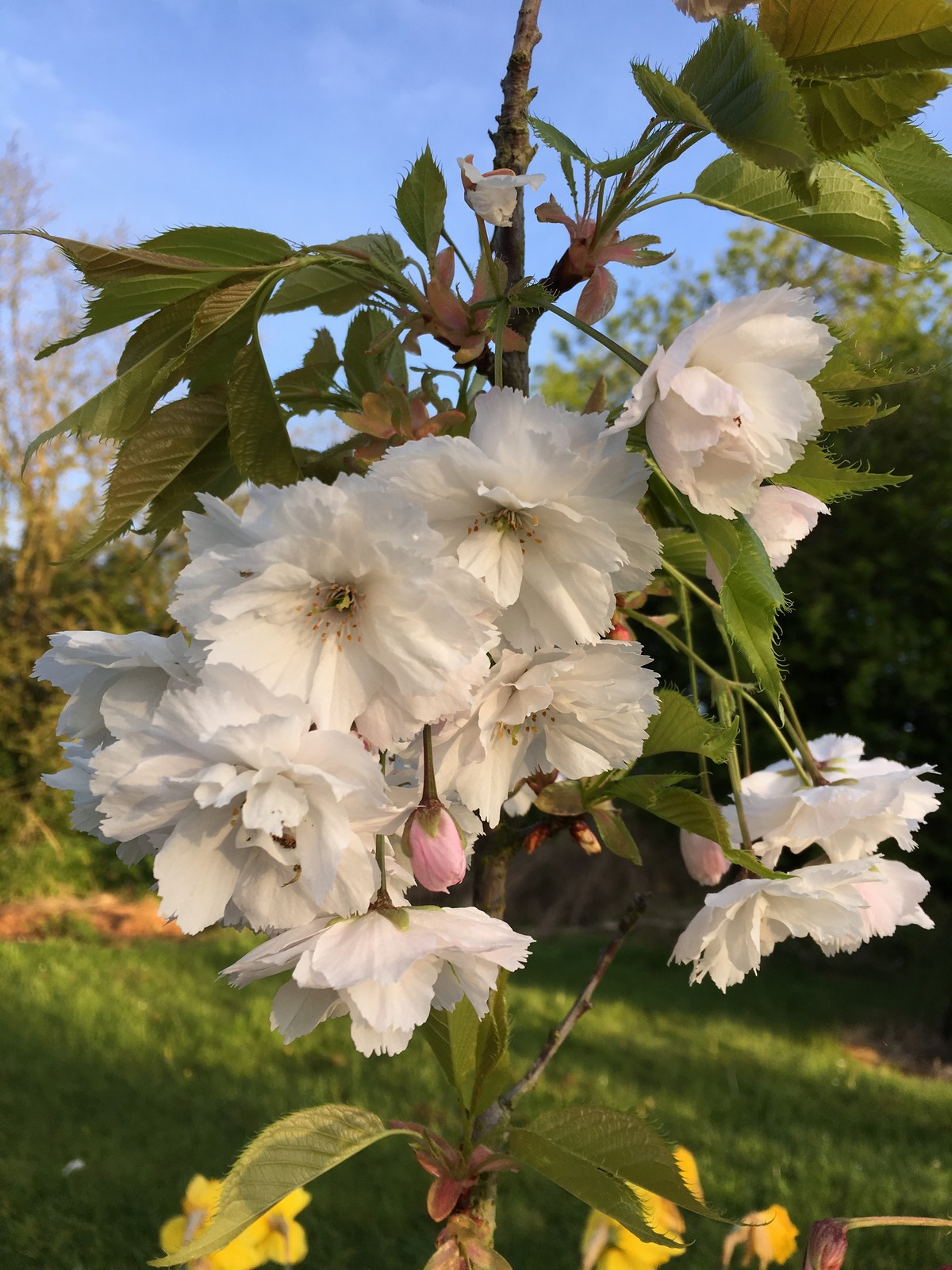 Prunus 'Blushing Bride' | Frank P Matthews