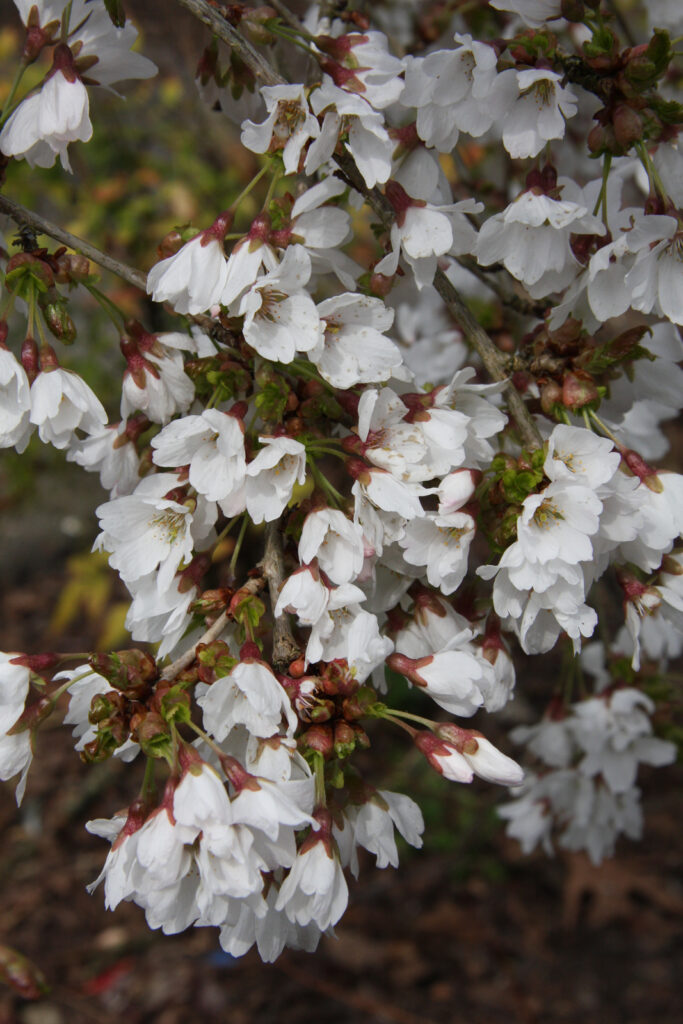 Prunus 'Frilly Frock'™ | Frank P Matthews