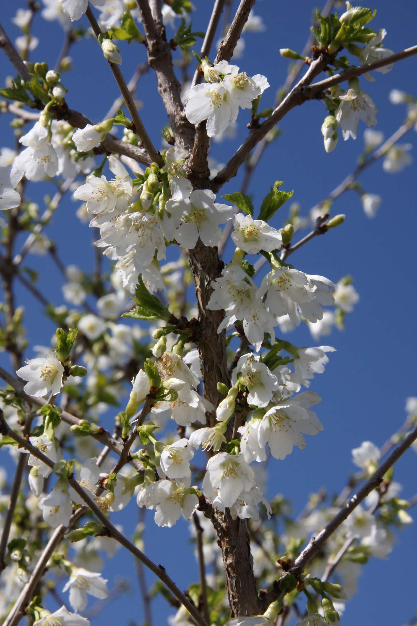 Prunus incisa 'Yamadei' | Frank P Matthews