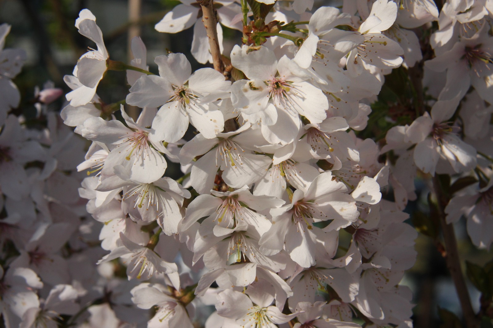 Prunus 'Pandora' | Flowering Cherry | Ornamental Trees | Frank P Matthews