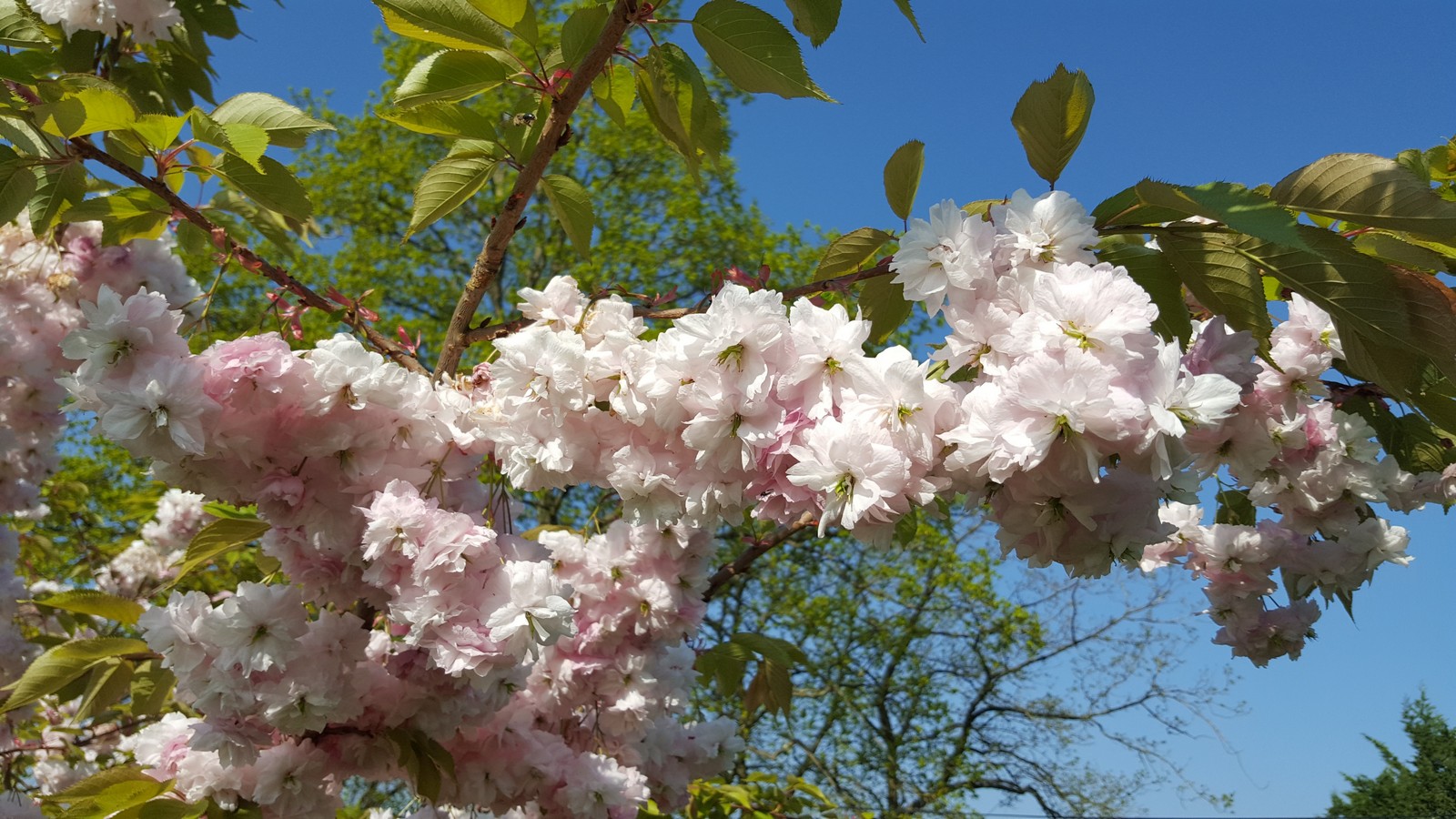 Prunus 'Pink Parasol' | Frank P Matthews