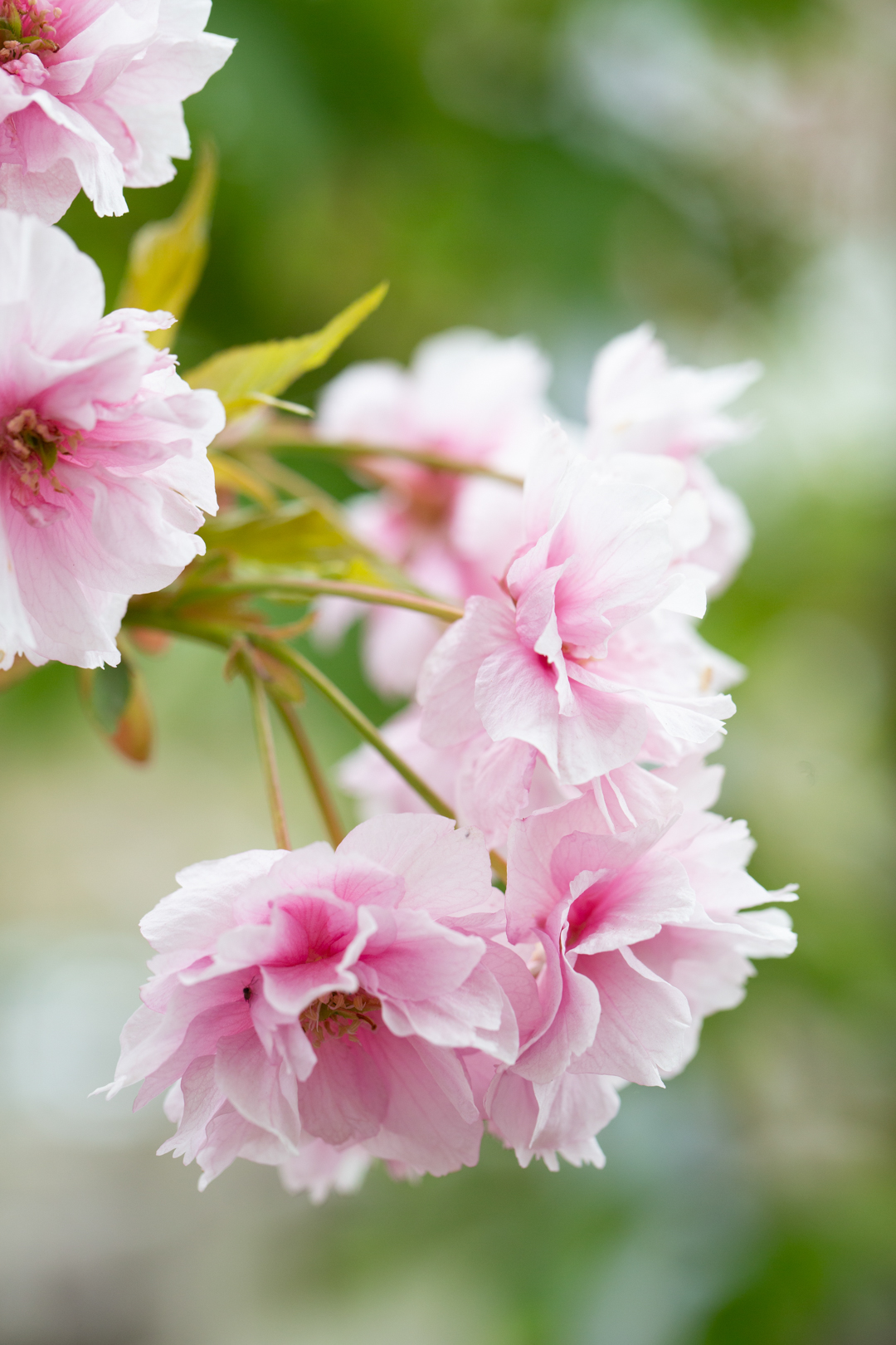 Prunus 'Pink Perfection' | Frank P Matthews