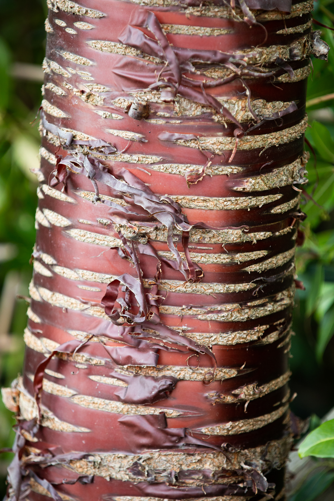 Prunus serrula | Tibetan Cherry | Flowering Cherry Trees | Frank P Matthews