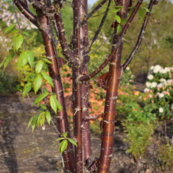 Prunus - Flowering Cherry Trees | Frank P Matthews