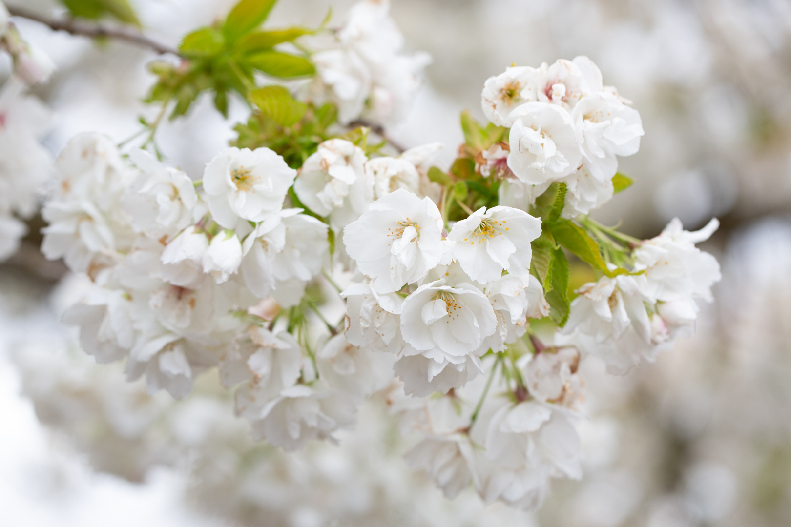 Prunus 'Shirotae' | Frank P Matthews