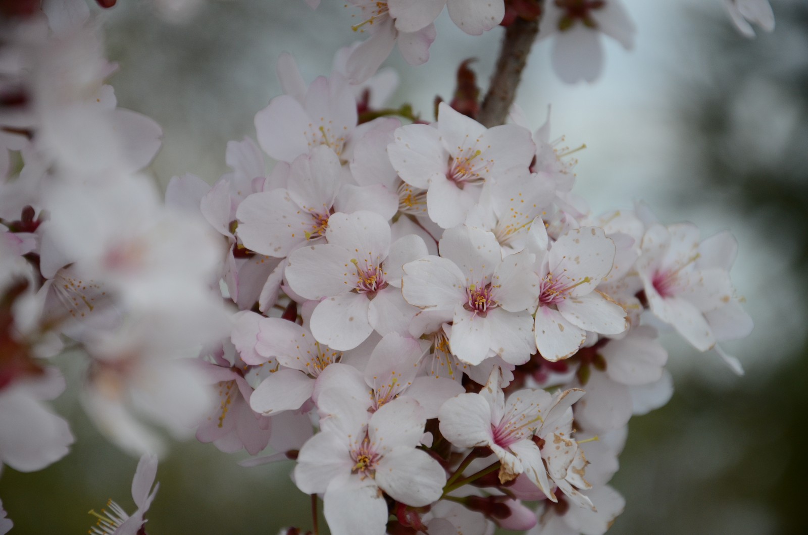 Prunus 'Spire' | Frank P Matthews