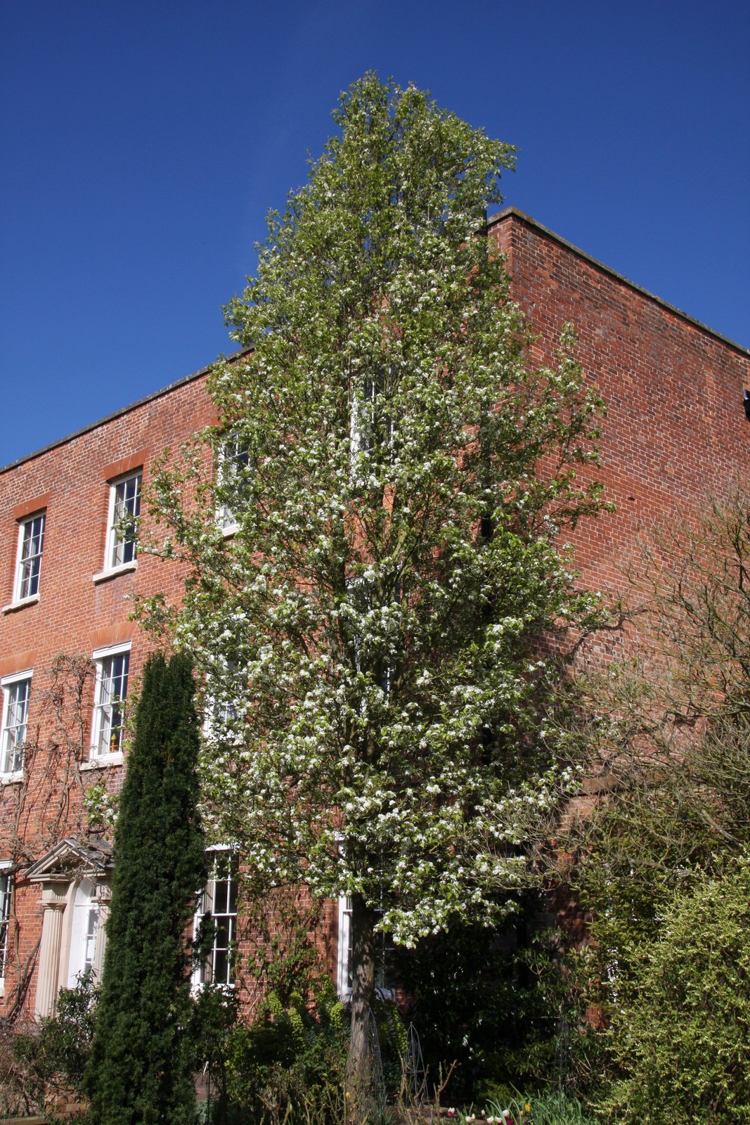 Pyrus calleryana 'Chanticleer' | Callery Pear | Ornamental Trees ...