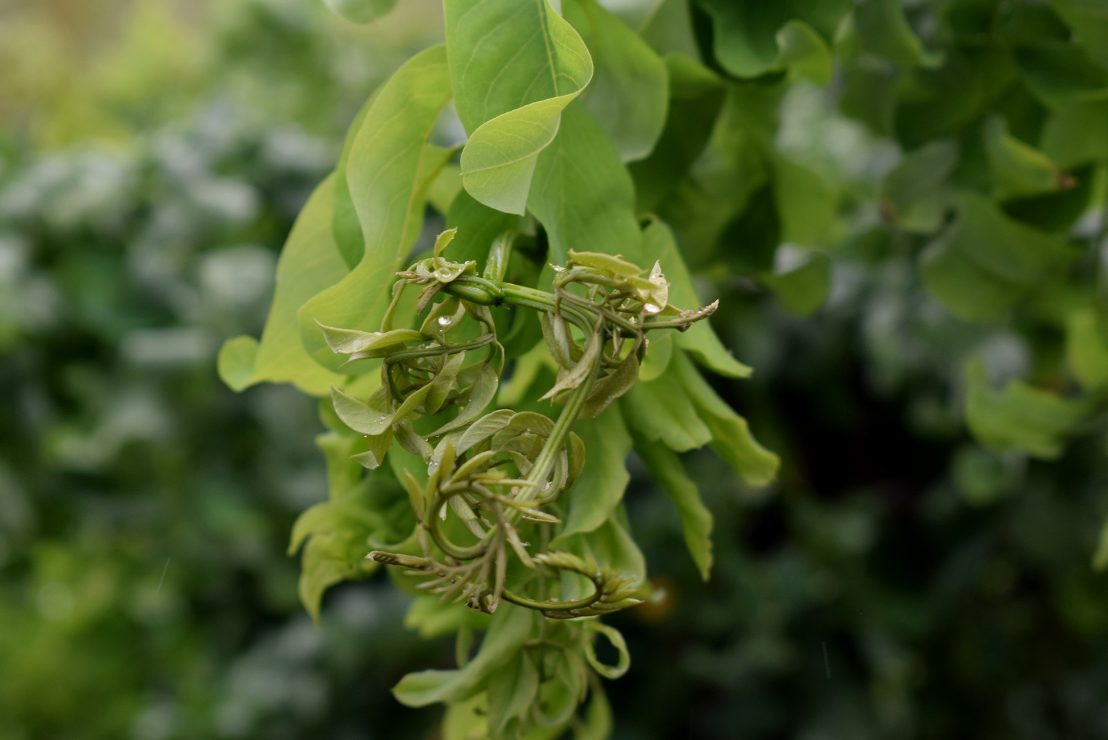 Robinia pseudoacacia 'Lace Lady'® Twisty Babe | Frank P Matthews