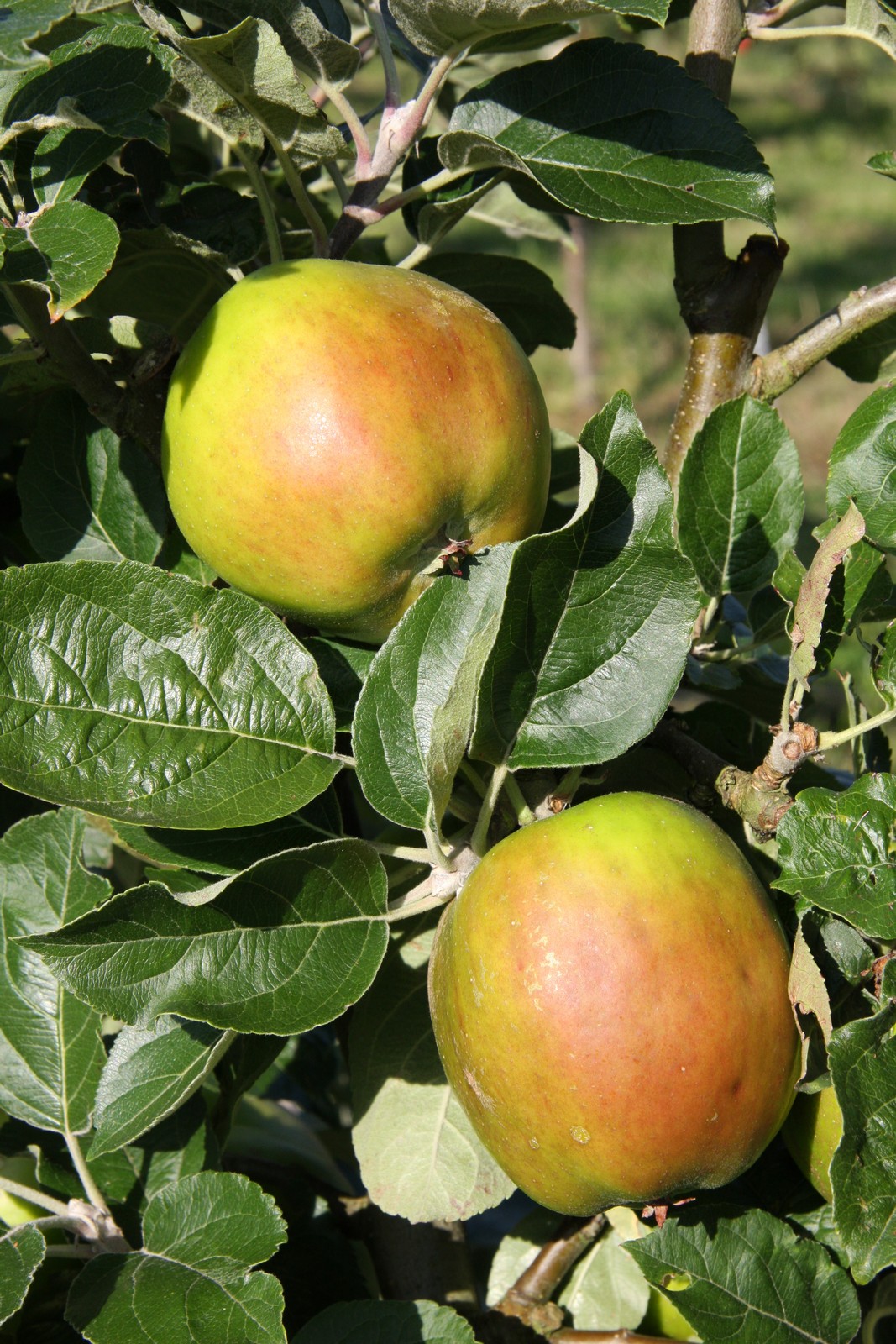 Scotch Bridget | Cooking Apple | Fruit Trees | Frank P Matthews