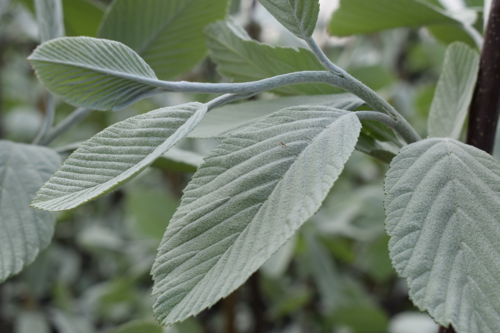 Sorbus aria 'Lutescens' | Whitebeam | Ornamental Trees | Frank P Matthews
