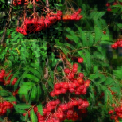 Sorbus aucuparia | Rowan Tree | Frank P Matthews