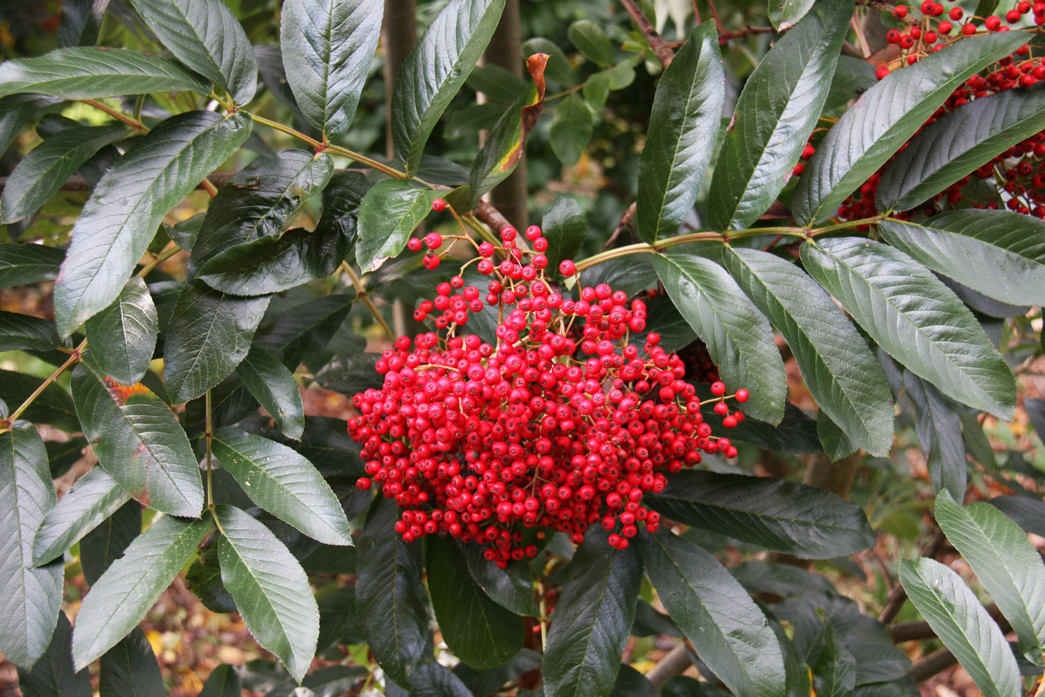 Sorbus splendens | Frank P Matthews