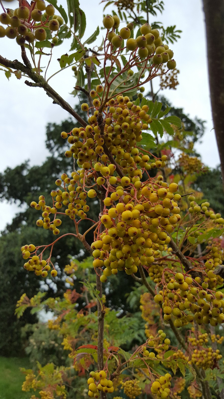 Sorbus 'Sunshine' | Rowan Tree | Ornamental Trees | Frank P Matthews