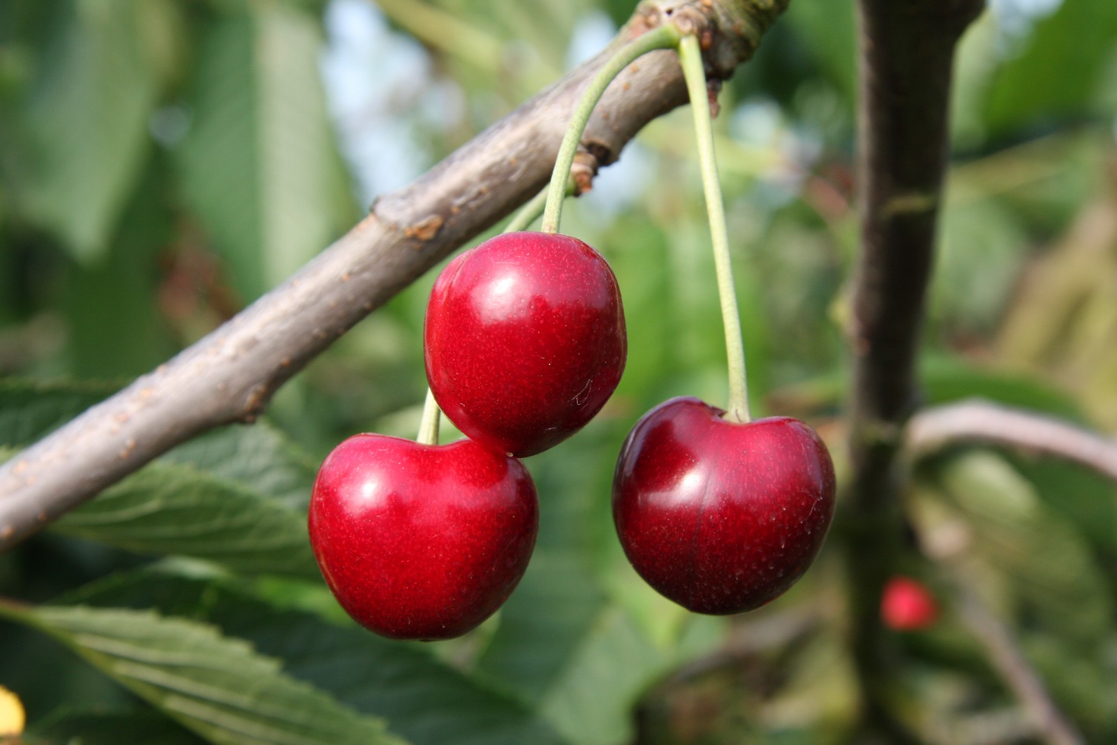 Summer Sun | Cherry Tree | Fruit Trees | Frank P Matthews