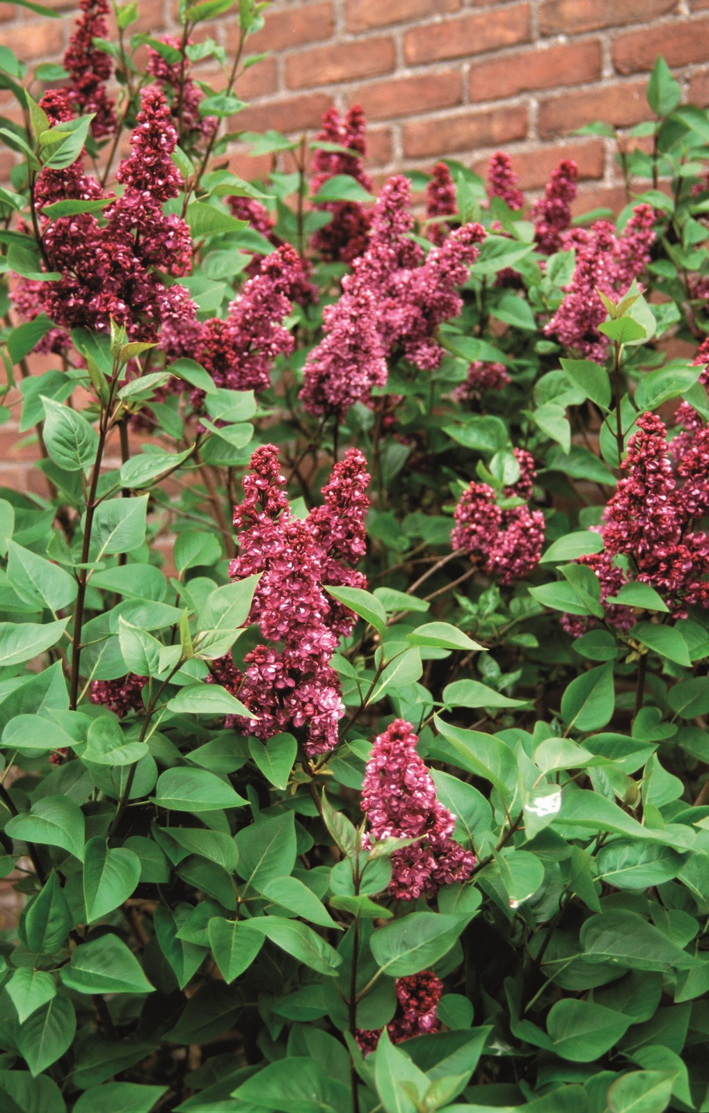 Syringa vulgaris 'Charles Joly' | Frank P Matthews