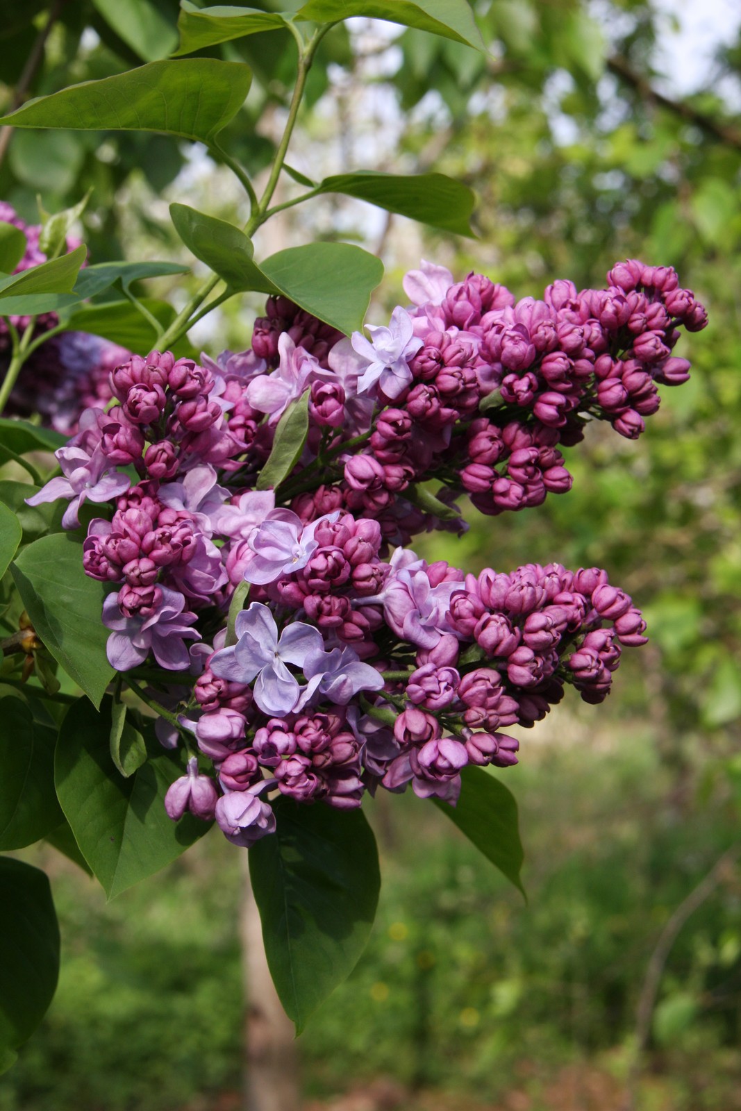 Syringa vulgaris 'Katherine Havemeyer' | Frank P Matthews