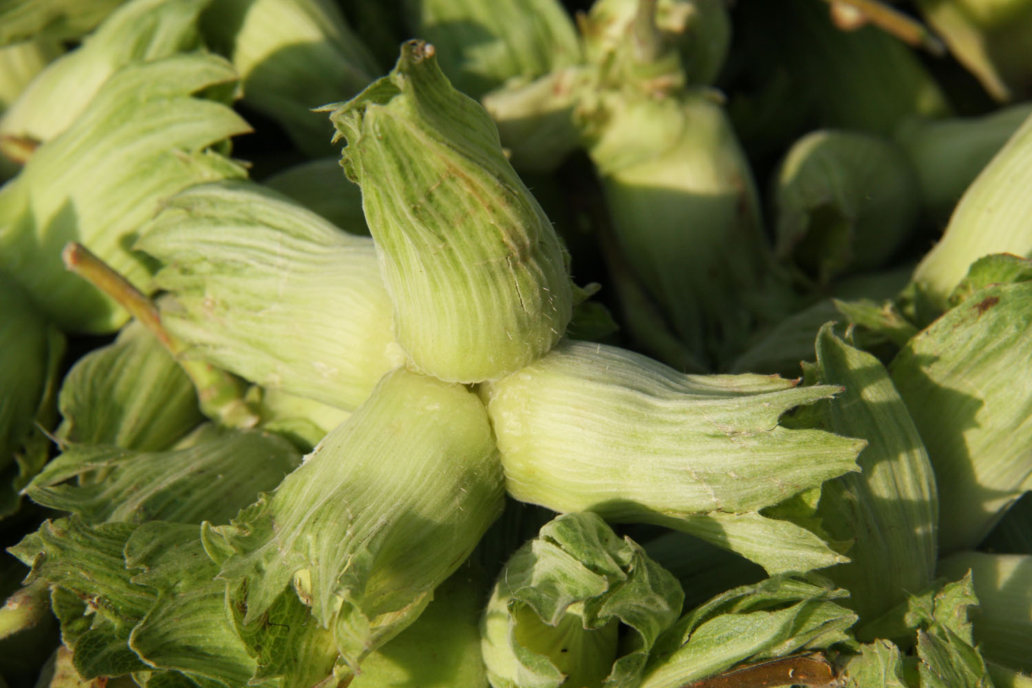 Tonda Gentile de le Romana (Confectionary nut) | Frank P Matthews