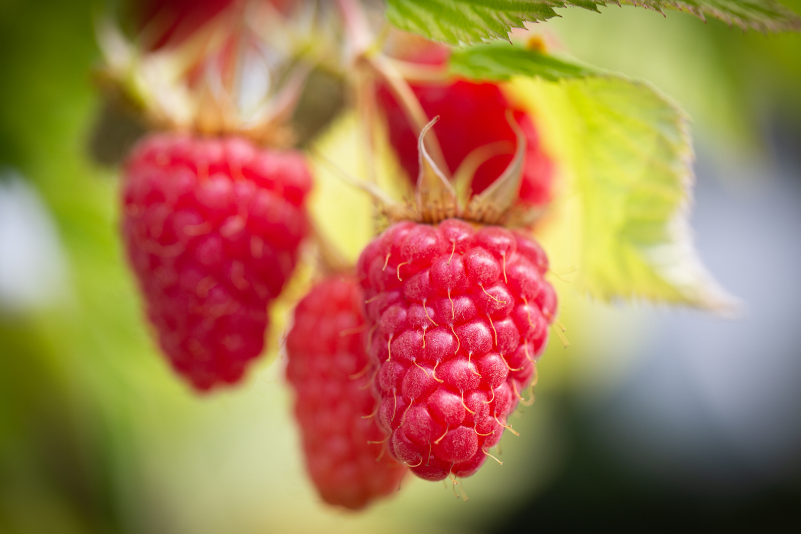 Tulameen | Raspberry | Ornamental Trees | Frank P Matthews