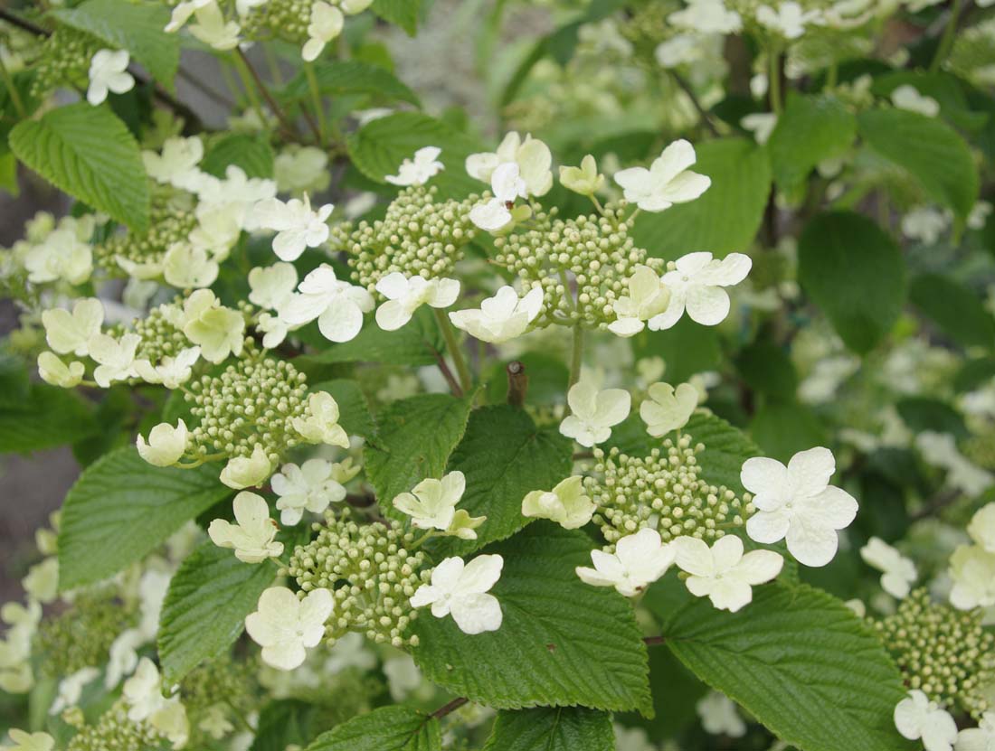 Viburnum plicatum 'Kilimanjaro'® (Jww1) | Frank P Matthews