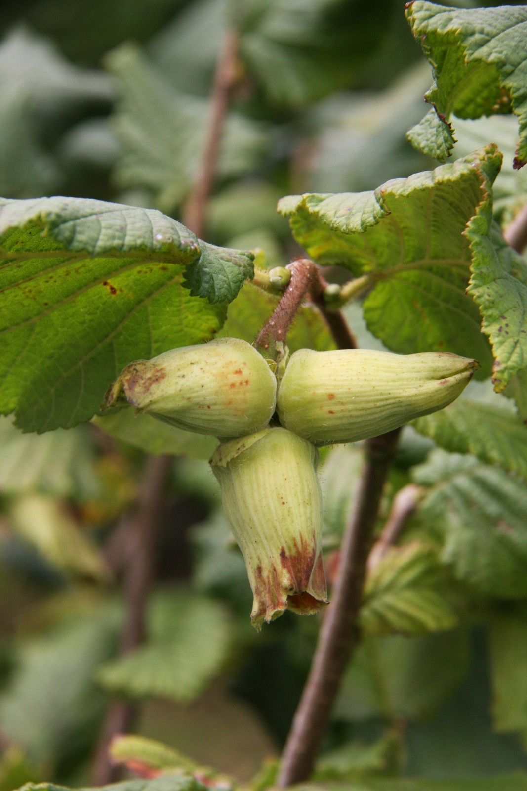 Webbs Prize Cob | Lambert Filbert | Nut Trees | Frank P Matthews