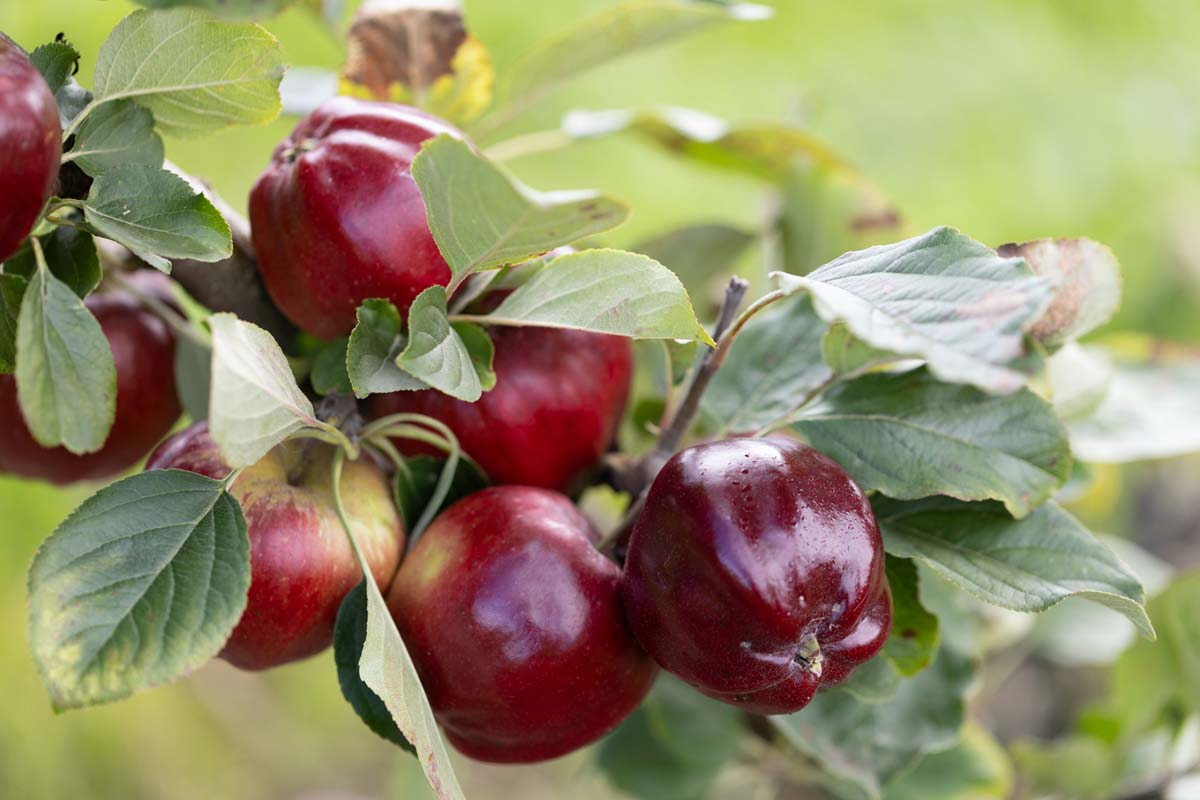 Bloody Ploughman | Apple Tree | Fruit Trees | Frank P Matthews