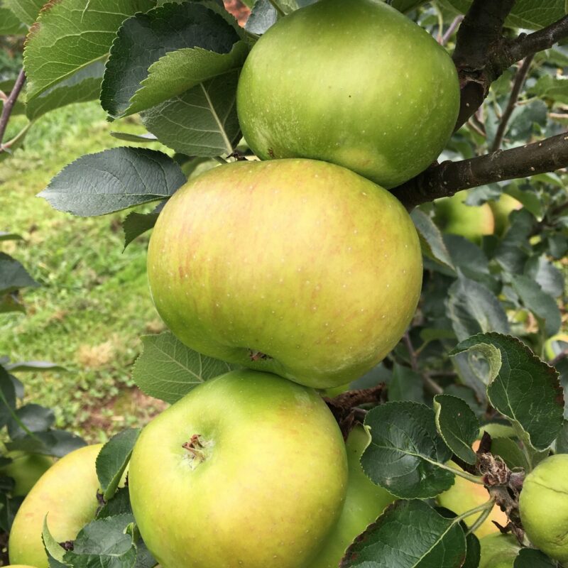 Bramley 'Original' | Frank P Matthews