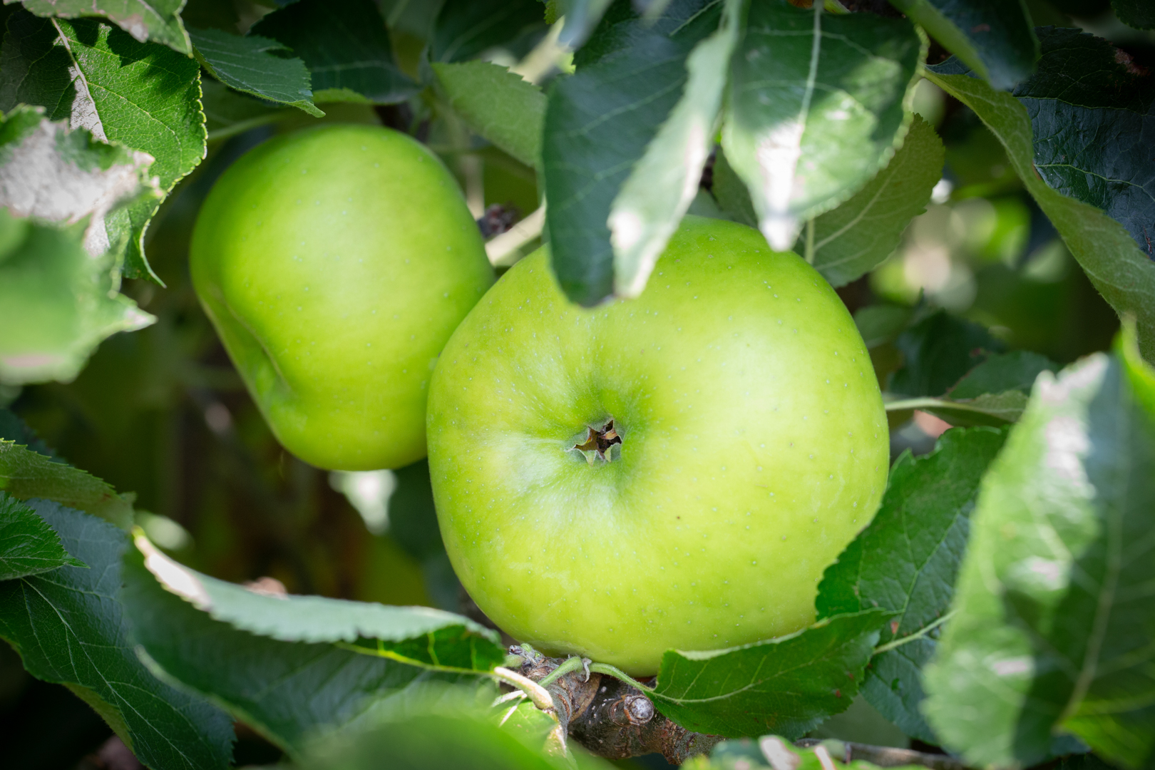 Bramley 'Original' | Frank P Matthews